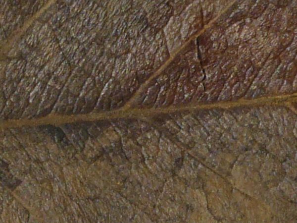 texture 0017 - Texturelib